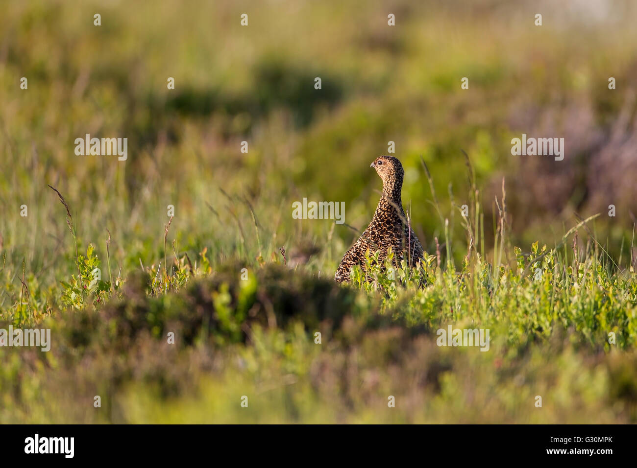 Red Grouse female Lagopus lagopus scotica standing upright in heather ...