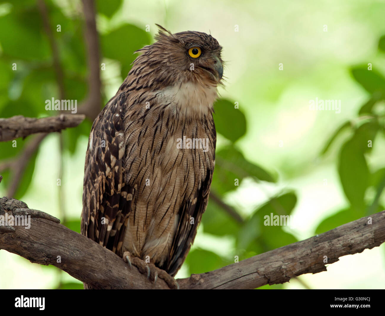 The image of Brown Fish Owl ( Bubo zeylonensis) In Tadoba National Park ...