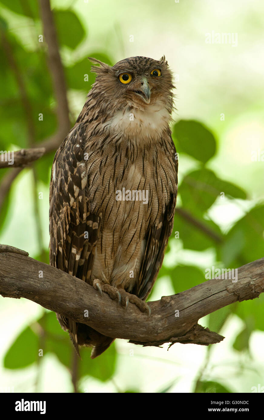 The image of Brown Fish Owl ( Bubo zeylonensis) In Tadoba National Park ...