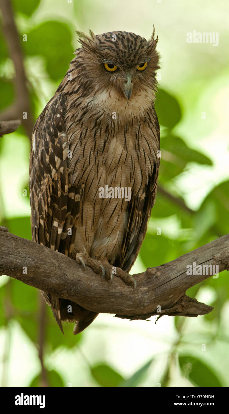 The image of Brown Fish Owl ( Bubo zeylonensis) In Tadoba National Park ...