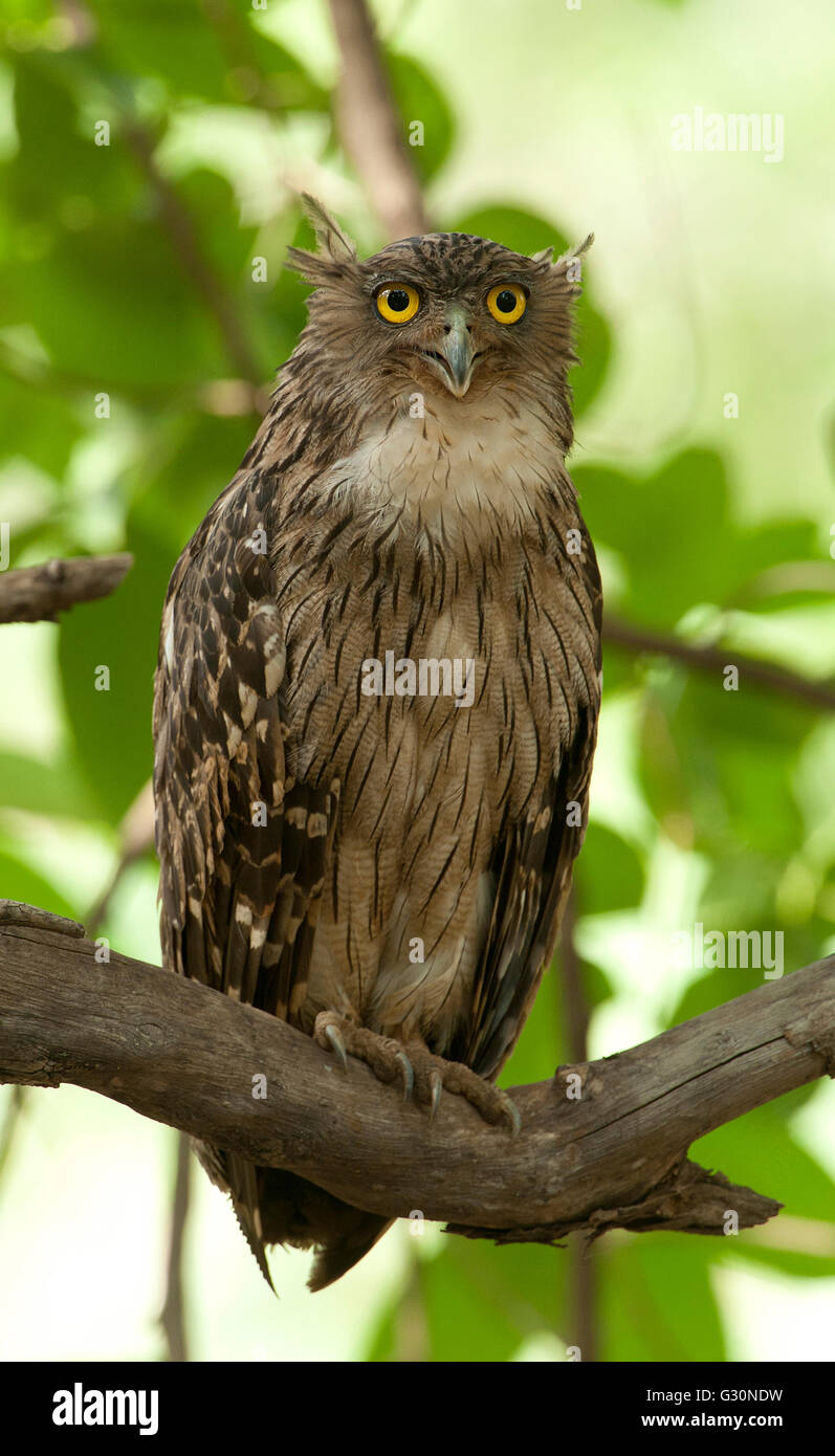 Brown fish owl bubo zeylonensis hi-res stock photography and images - Alamy
