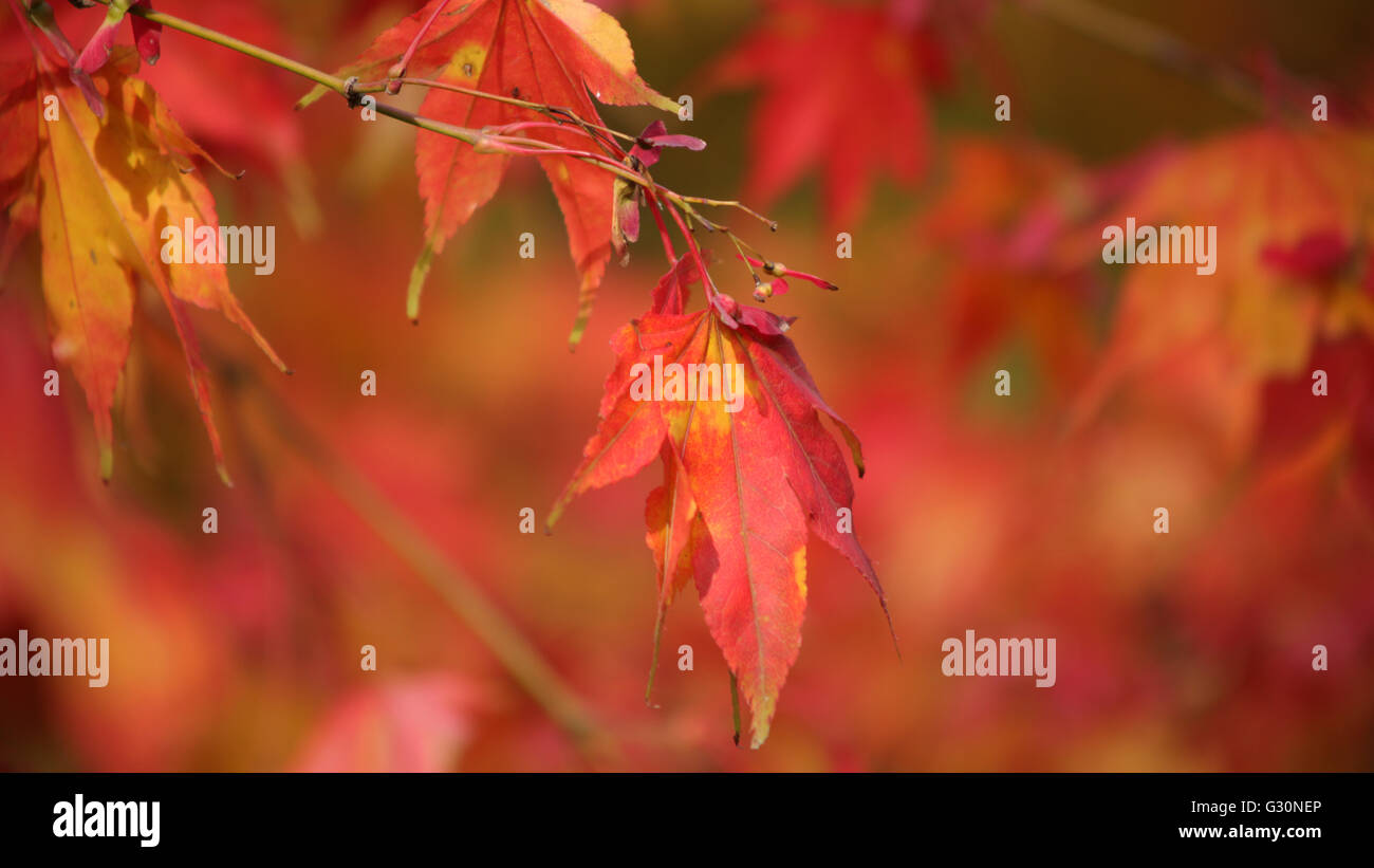 Leaf of many colours hi-res stock photography and images - Alamy