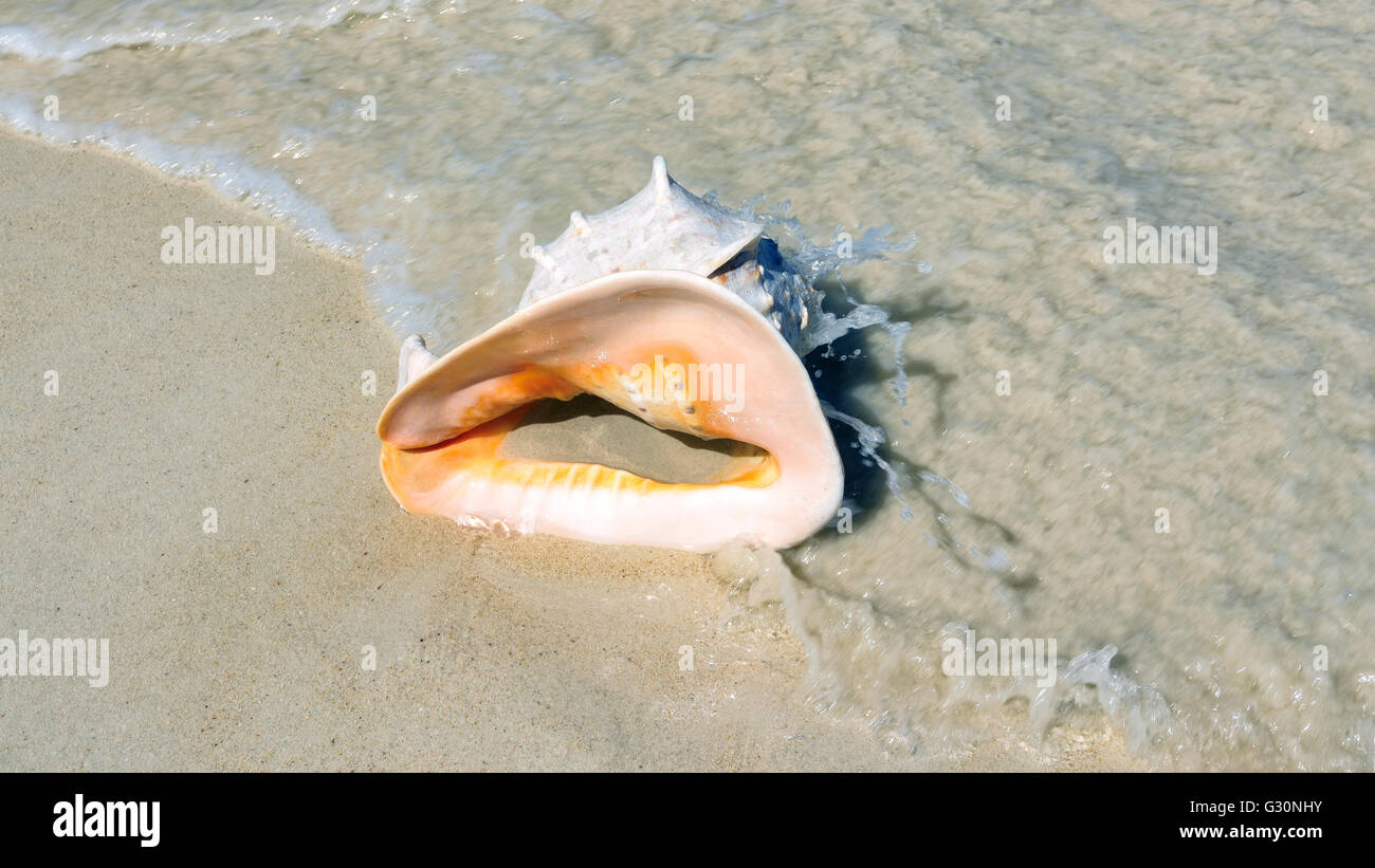 Sea shell in the surf zone on Seychelles beach Stock Photo - Alamy