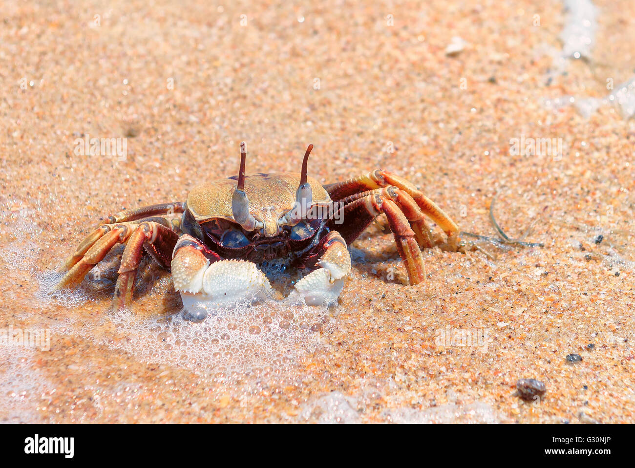 Crab on the beach, GOA, India Stock Photo - Alamy