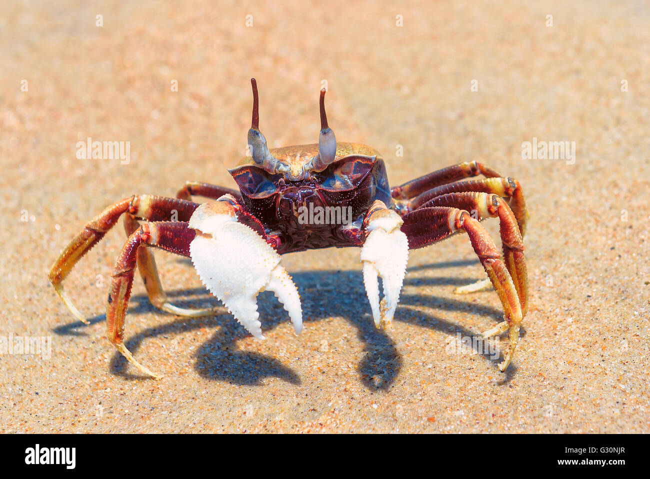 Crab on white sand hi-res stock photography and images - Alamy