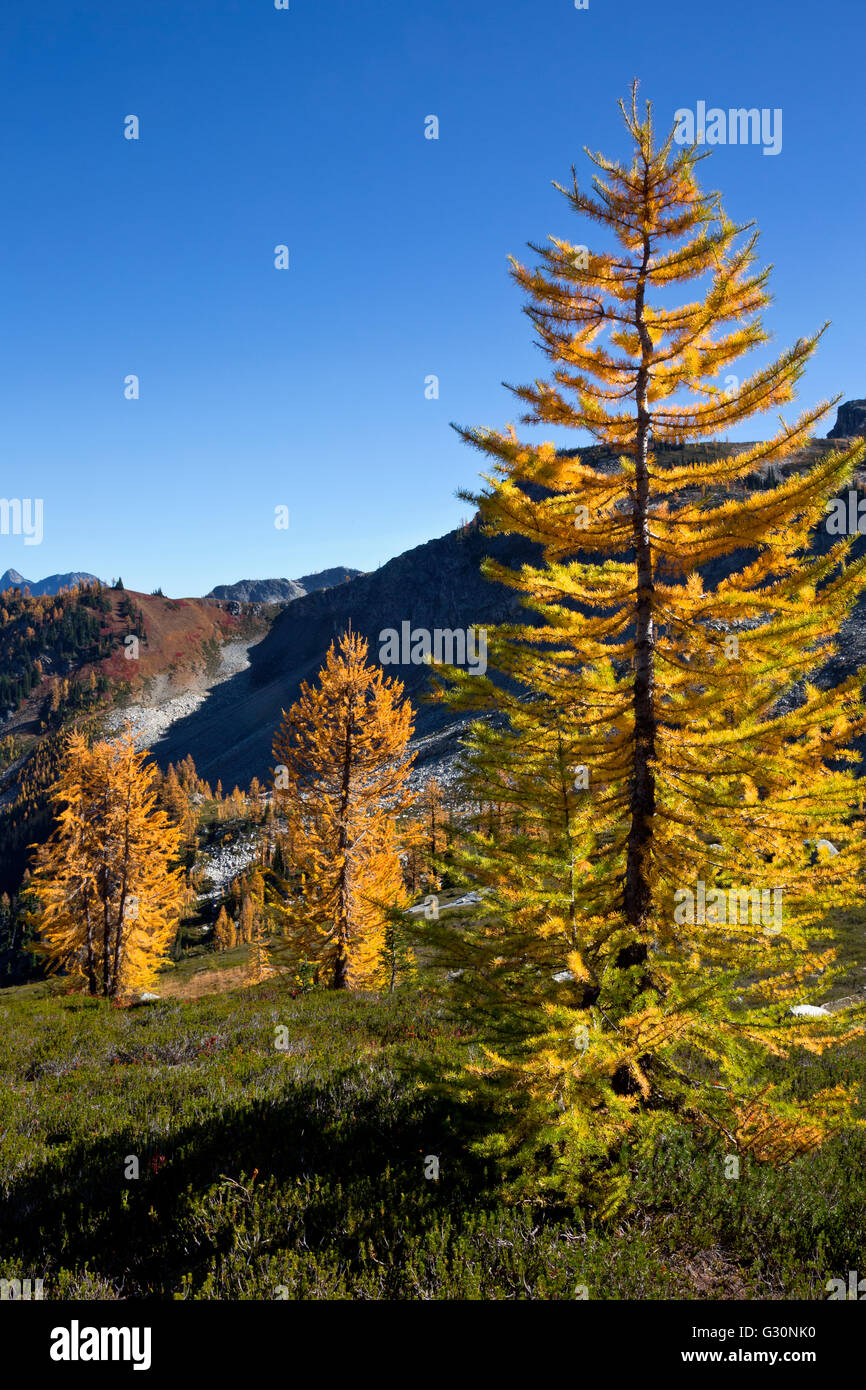 WASHINGTON - Larch trees in autumn colors in the Okanogan-Wenatchee ...