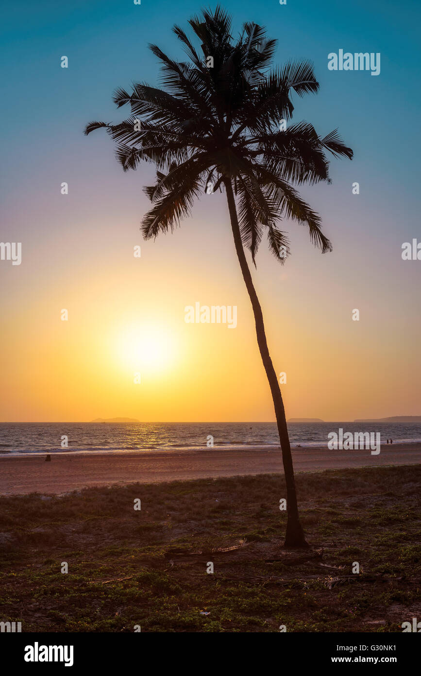 Palm trees on the background of a beautiful sunset in GOA, India ...