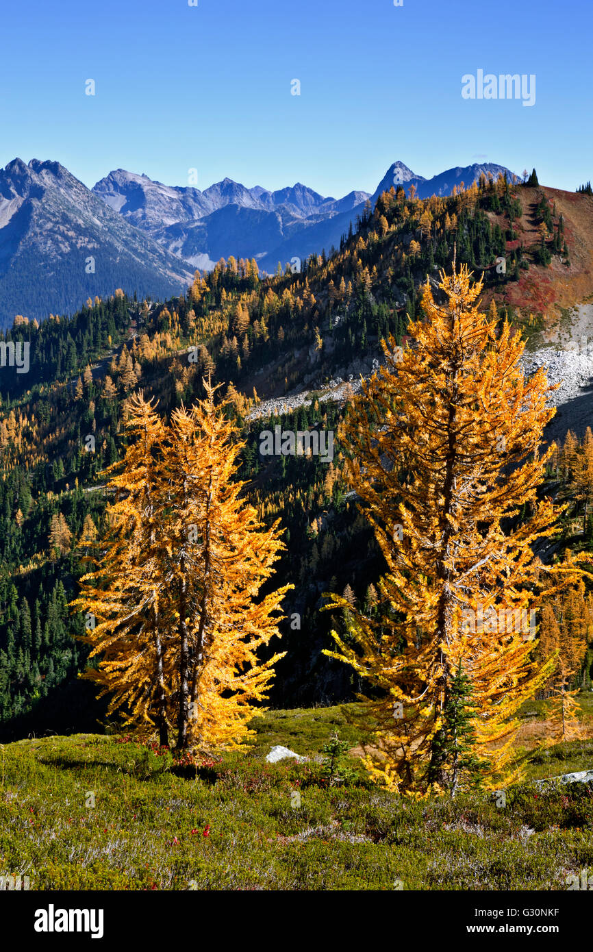 WASHINGTON - Larch trees in autumn colors in the Okanogan-Wenatchee ...