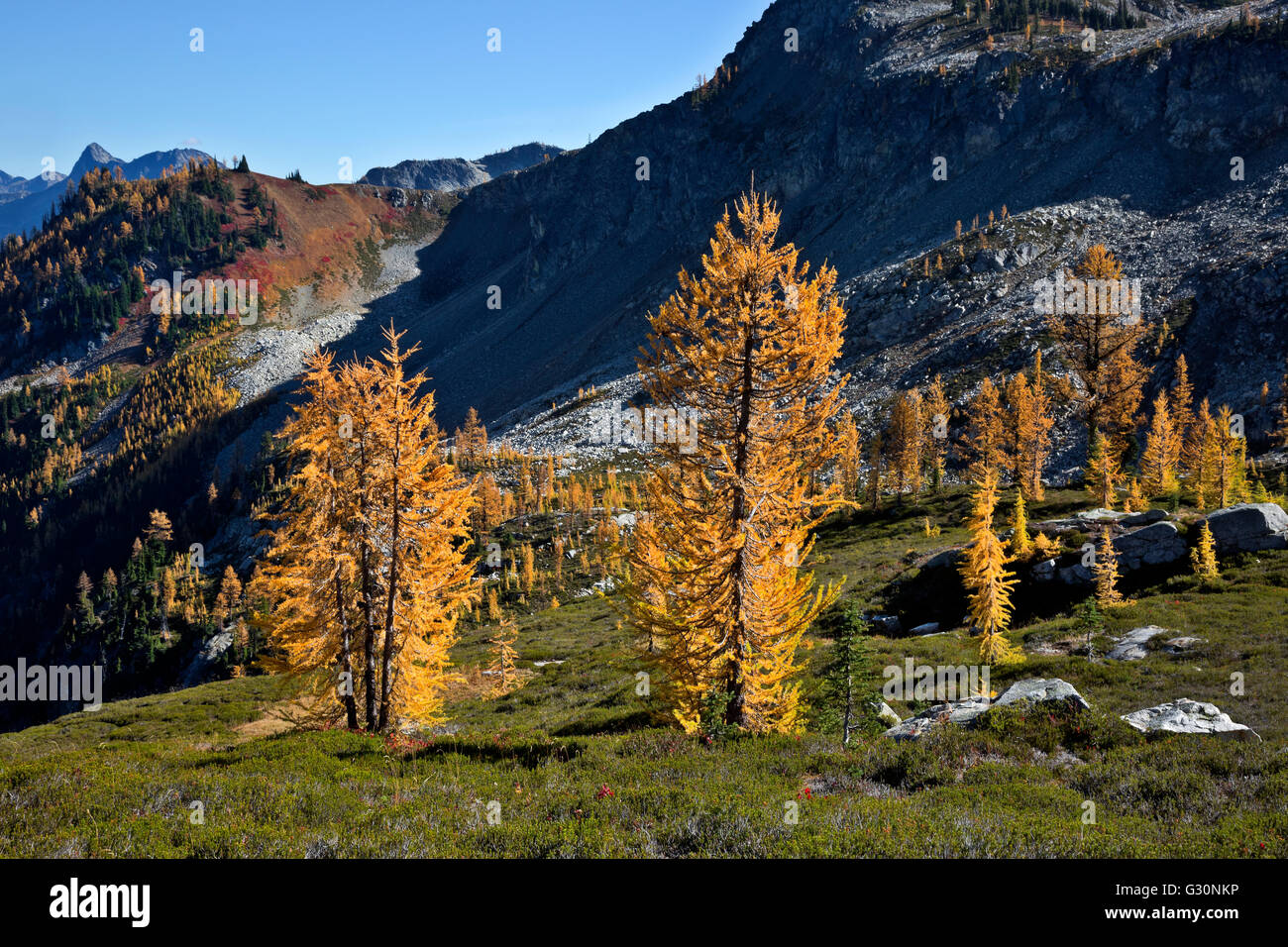 WASHINGTON - Larch trees in autumn colors in the Okanogan-Wenatchee ...