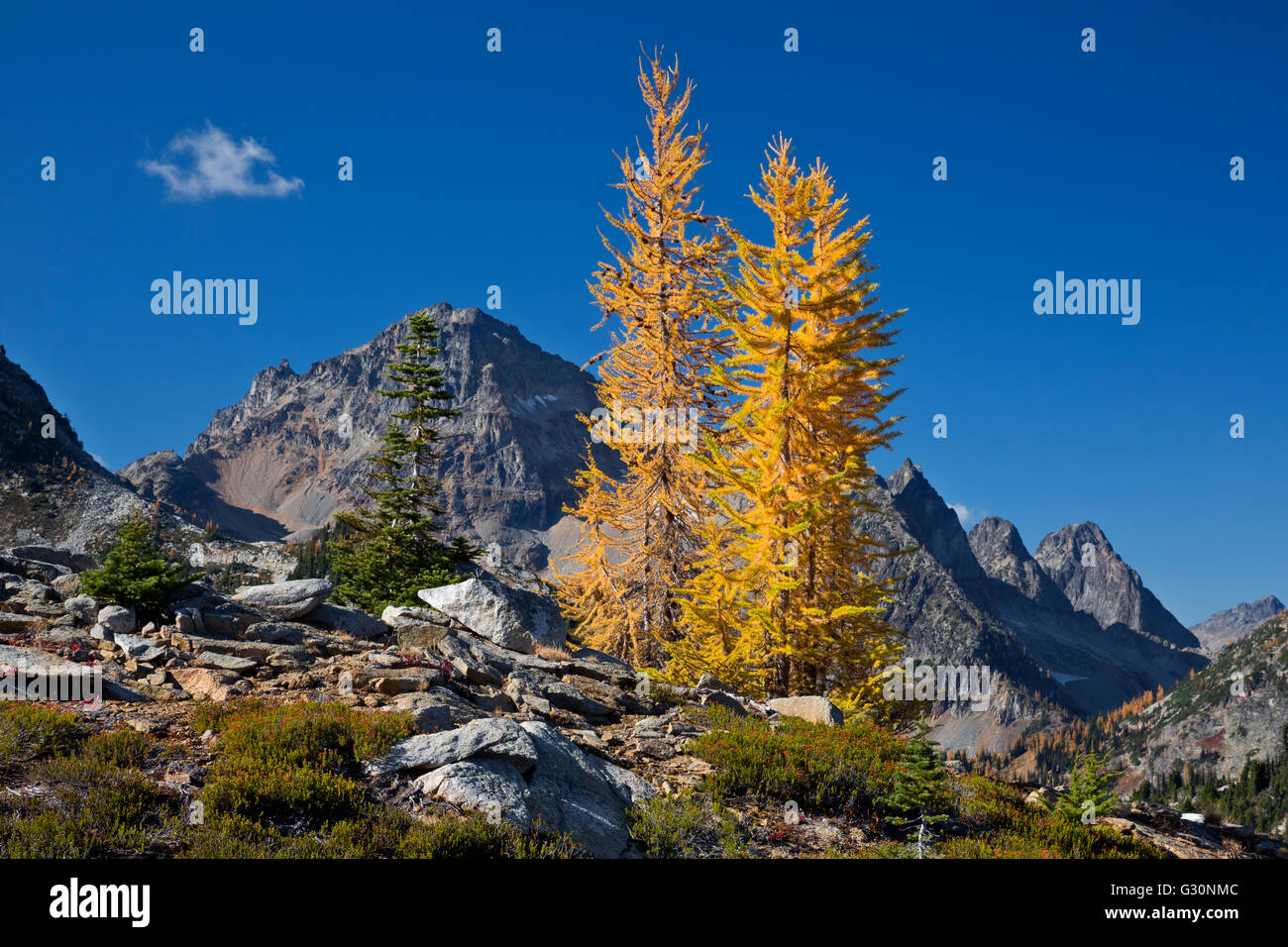 WASHINGTON - Larch trees in autumn colors in the Okanogan-Wenatchee ...