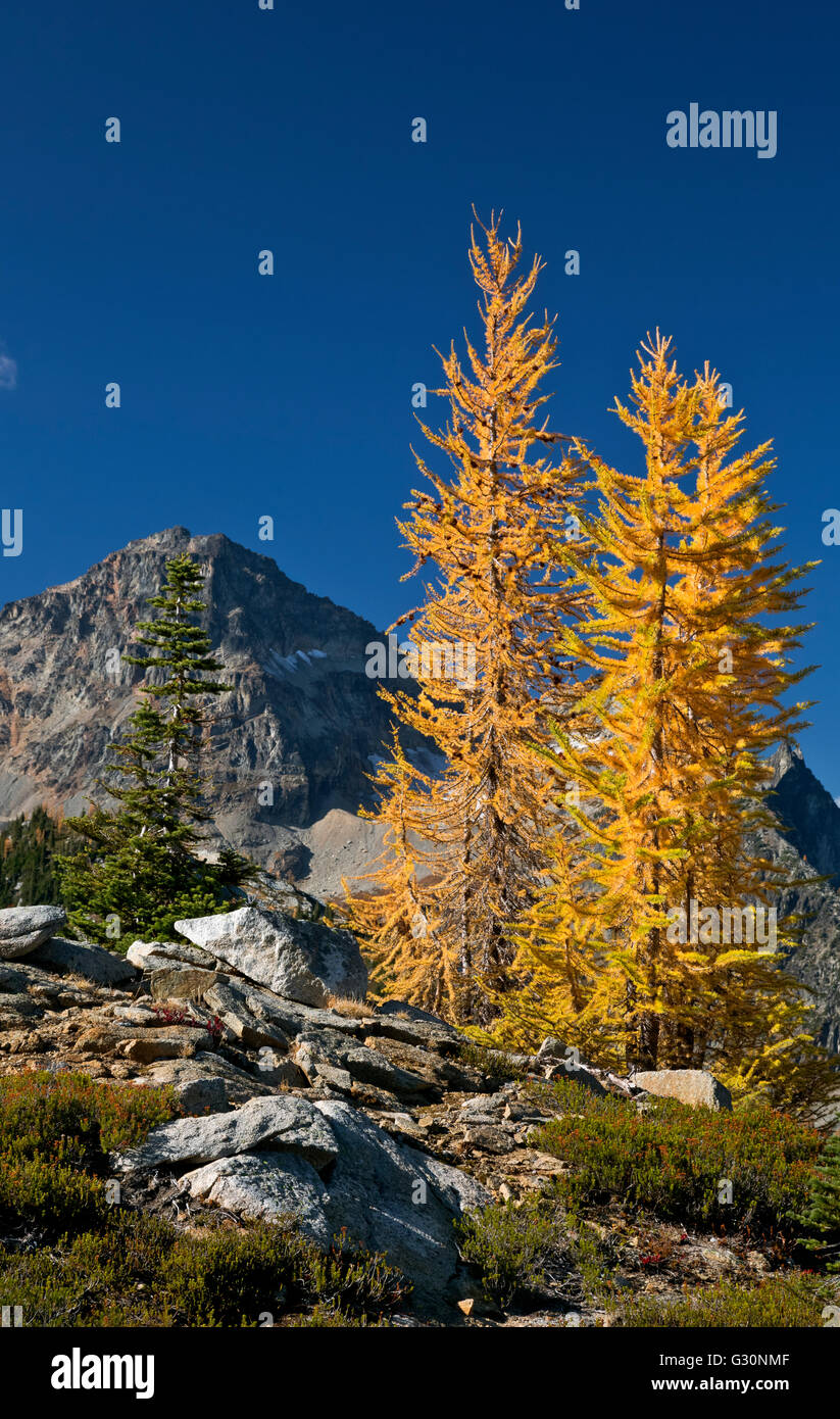 WASHINGTON - Larch trees in autumn colors in the Okanogan-Wenatchee ...