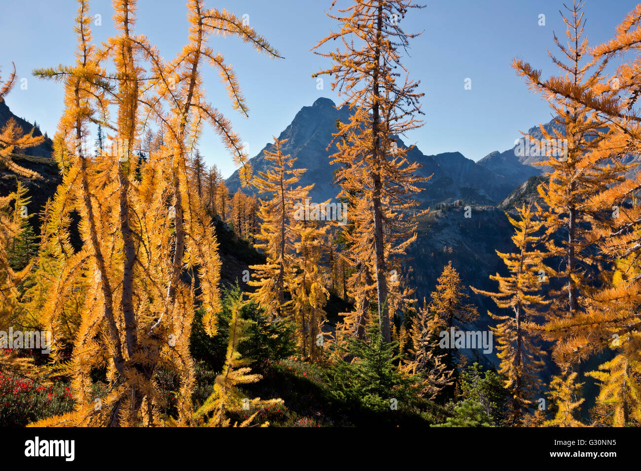 WASHINGTON - Corteo and Black Peaks located beyond the larch trees ...