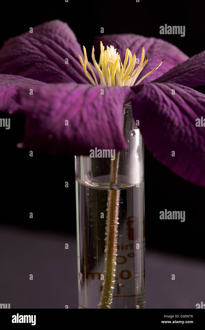 purple flower in test tube Stock Photo - Alamy
