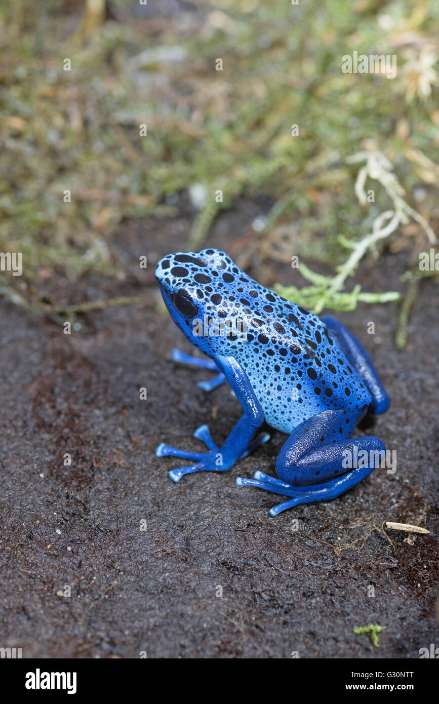 Blue poison-dart frog (Dendrobates tinctorius azureus Stock Photo - Alamy
