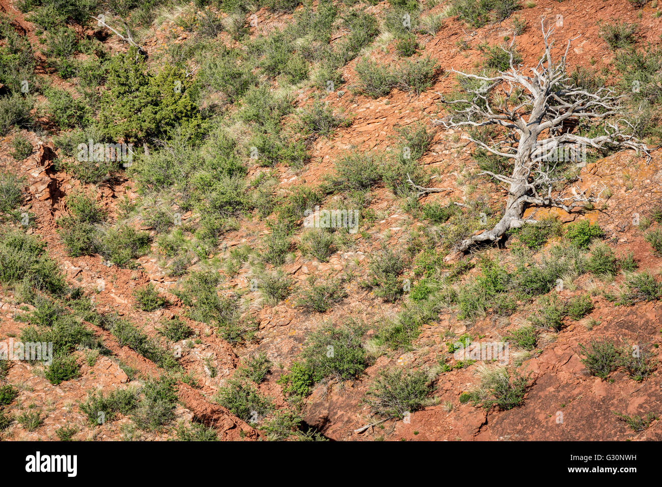 dead juniper tree at sandstone cliff - Red Mountain Open Space in ...