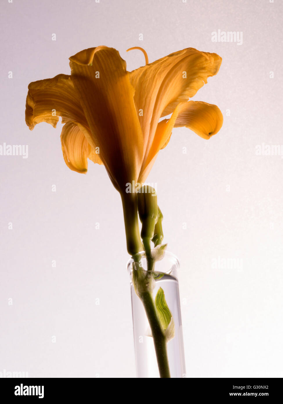 Yellow tube flowers hi-res stock photography and images - Alamy