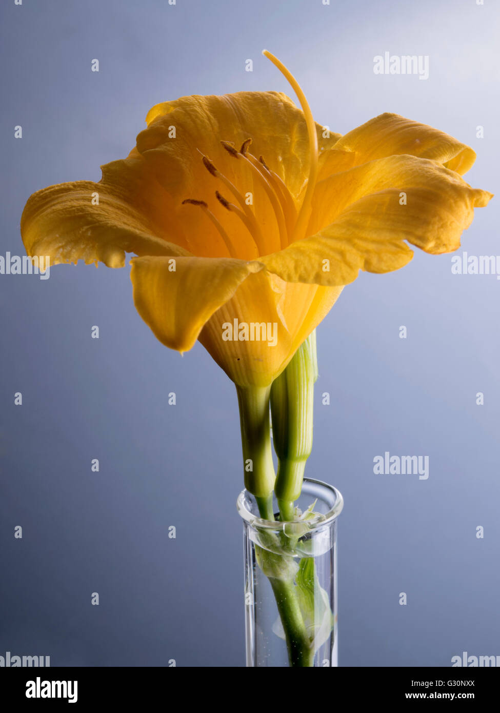 Yellow tube flowers hi-res stock photography and images - Alamy