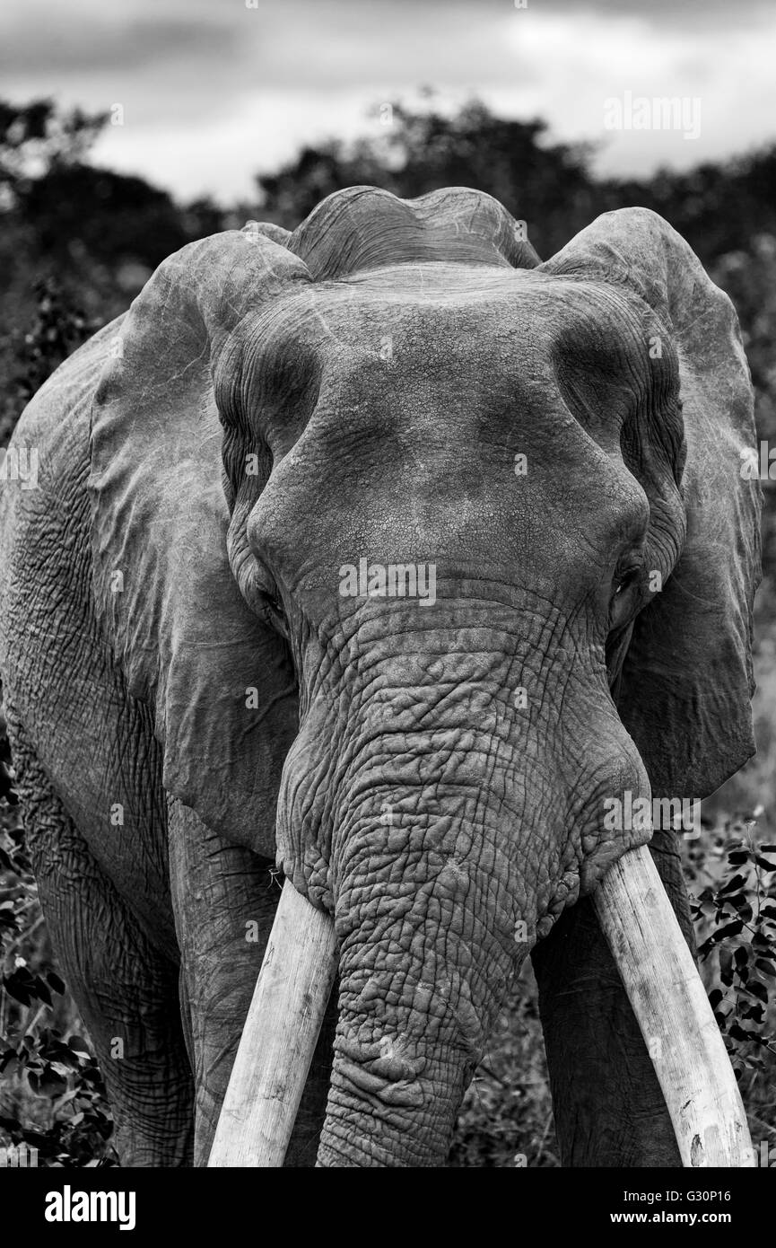 Elephant vertical hi-res stock photography and images - Alamy