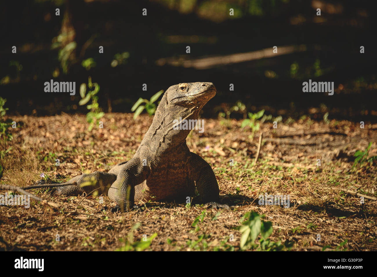 Komodo dragons on Rinca Island in Indonesia Stock Photo - Alamy