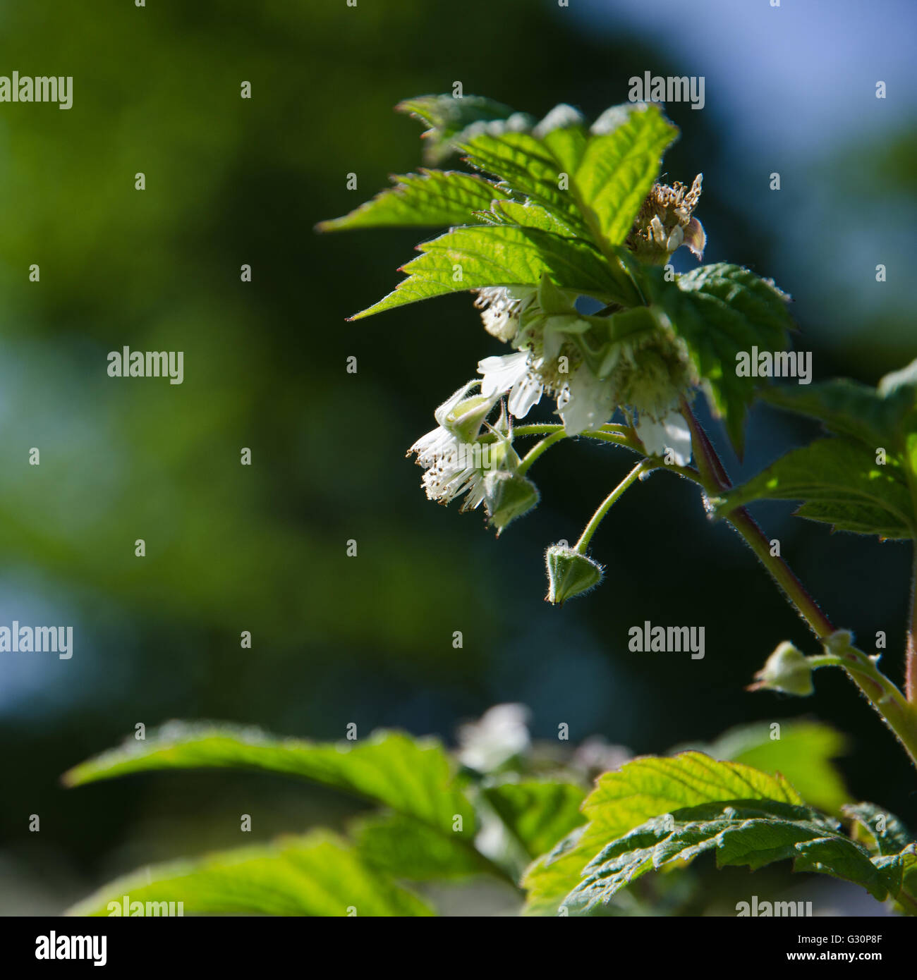 Raspberry Buds High Resolution Stock Photography and Images - Alamy
