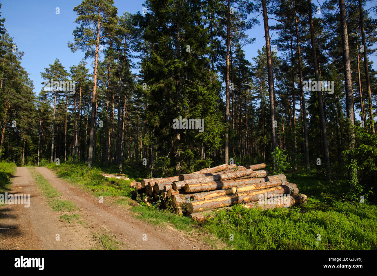Timber stack by roadside in a green coniferous forest Stock Photo - Alamy