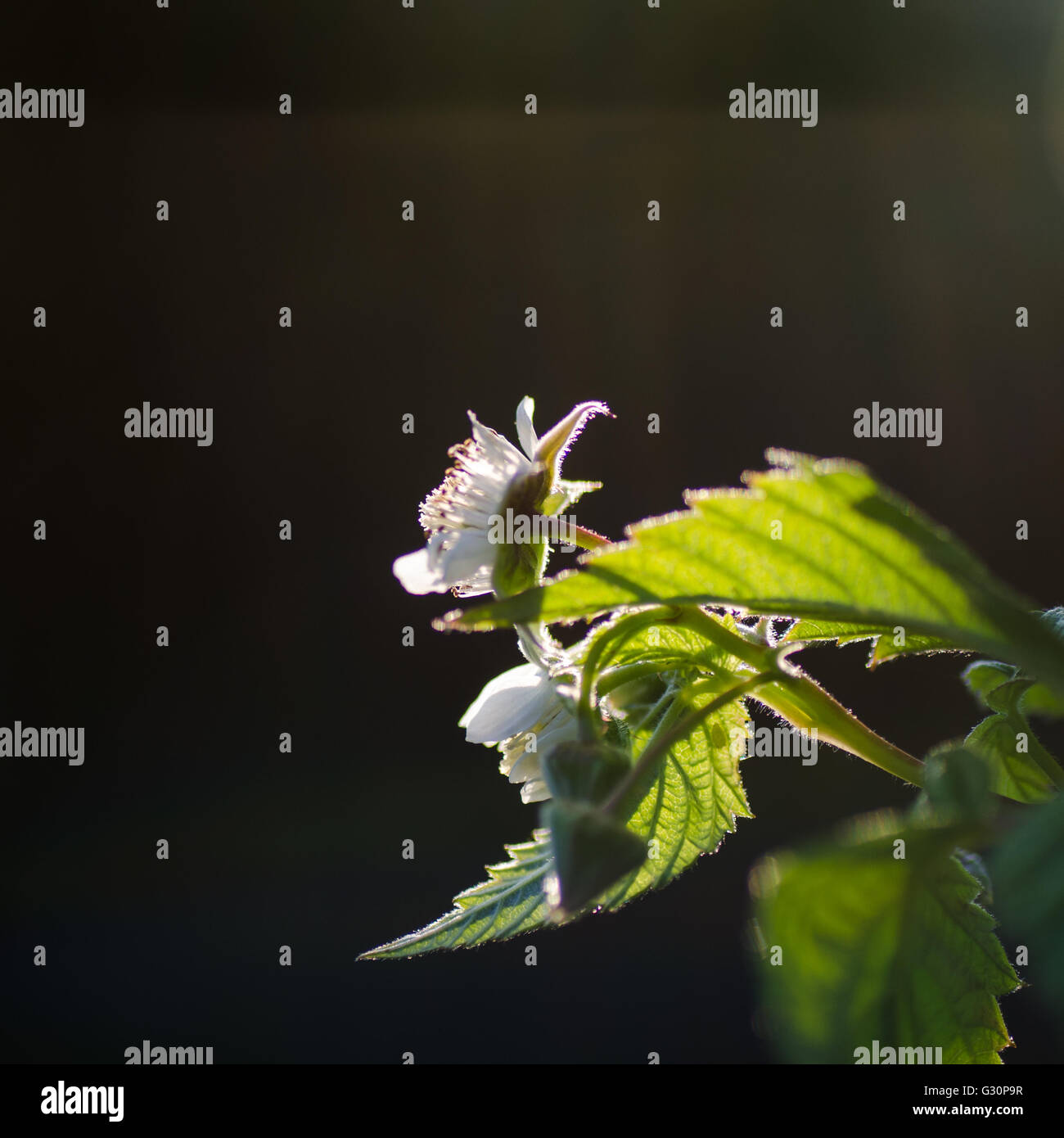 Raspberry flowers hi-res stock photography and images - Alamy