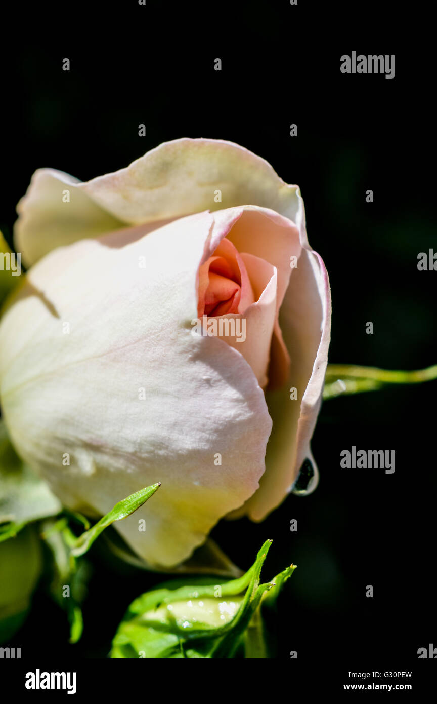beautiful soft pink rose bud in the sunlight Stock Photo - Alamy