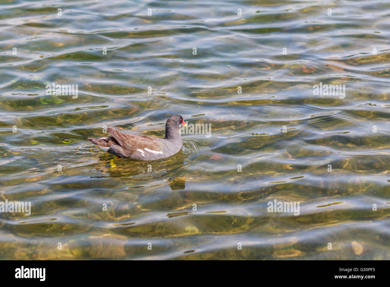 Moorhen on the serpentine Hyde Park London Stock Photo - Alamy