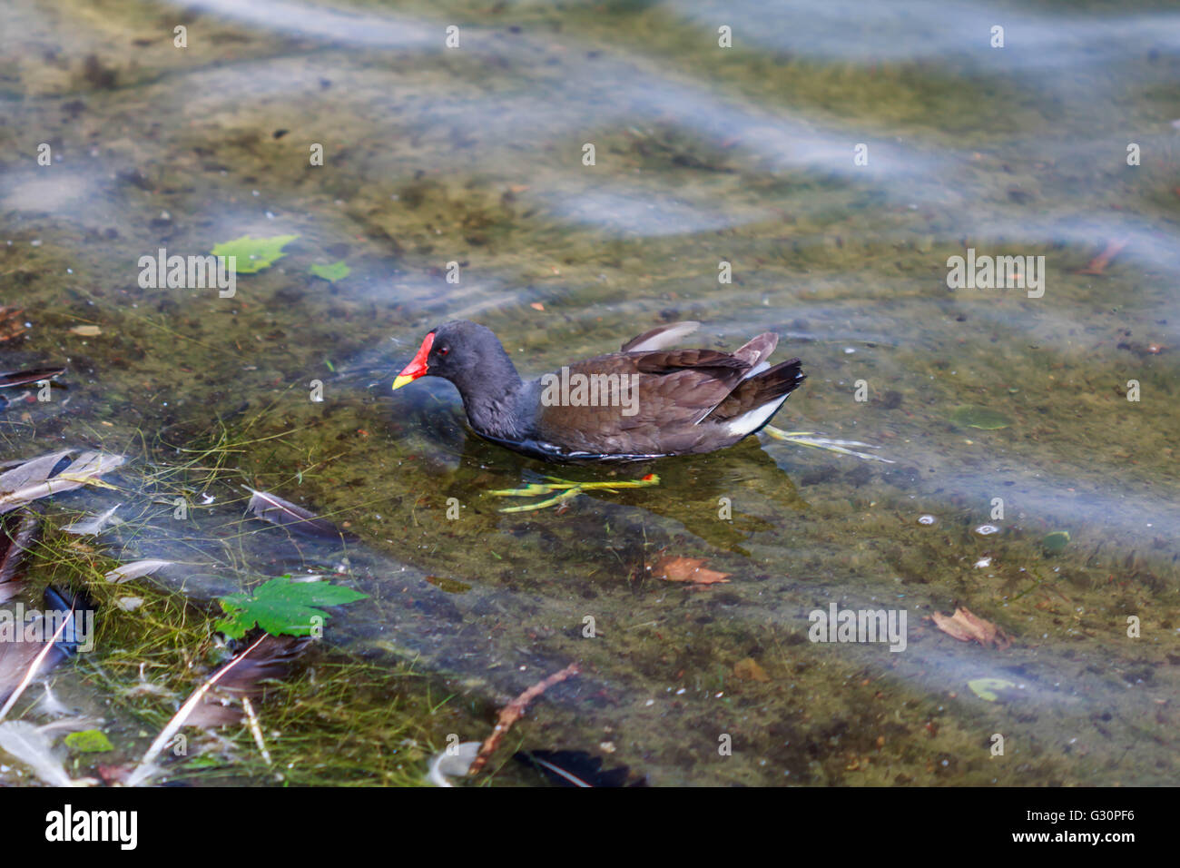 Moorhen on the serpentine Hyde Park London Stock Photo - Alamy