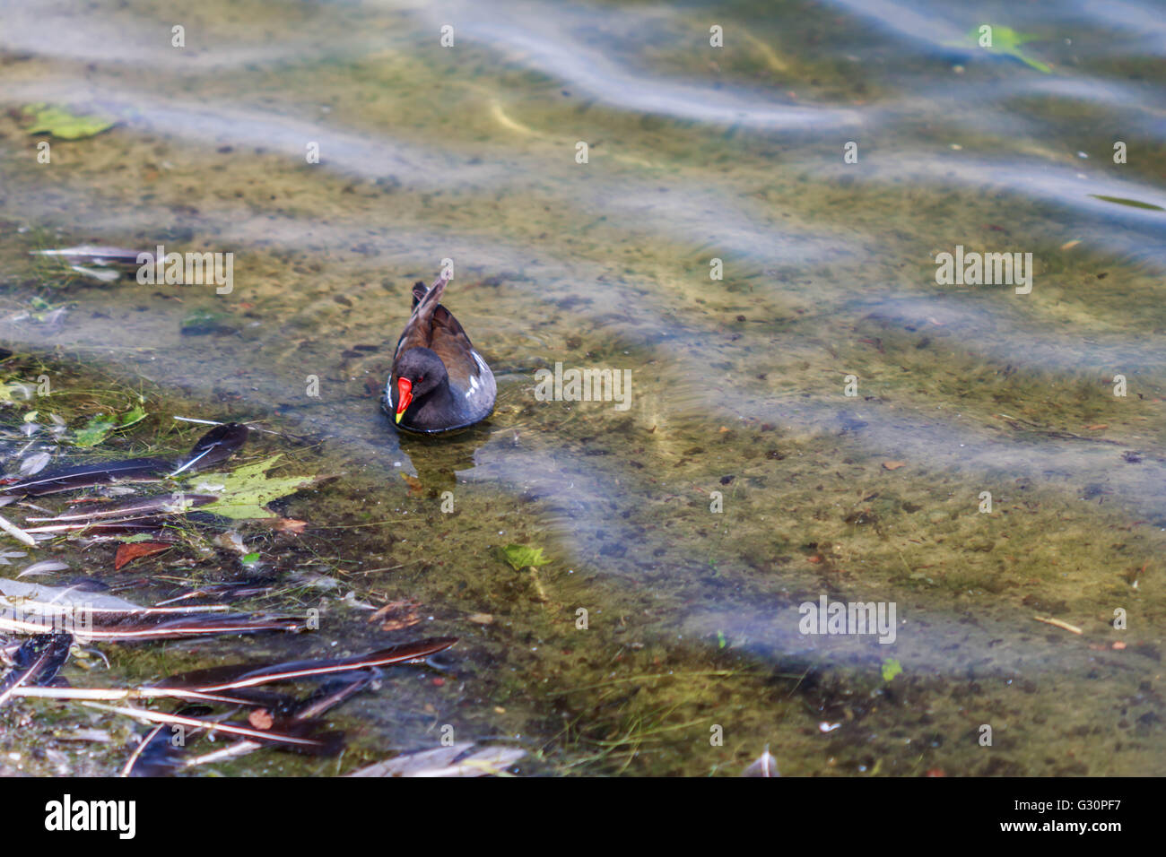 Moorhen having a swim on the serpentine Hyde Park London Stock Photo ...