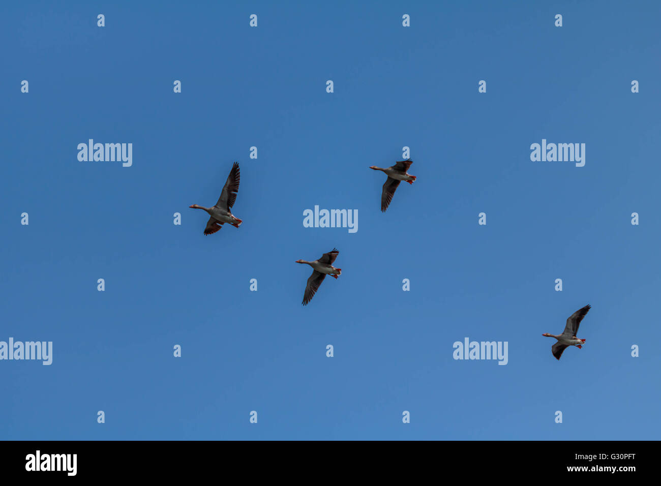 Goose flying hi-res stock photography and images - Alamy