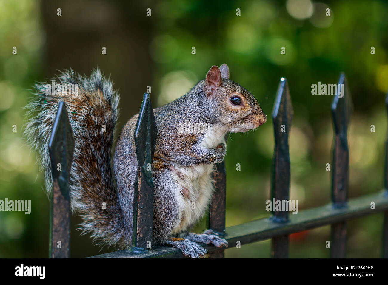 Grey Squirrels Sitting on a Iron Fence in Hyde Park London Stock Photo ...