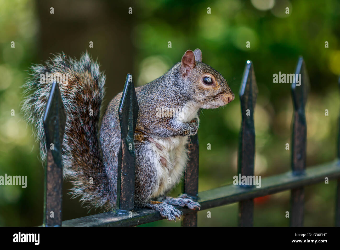 Frightened squirrel hi-res stock photography and images - Alamy