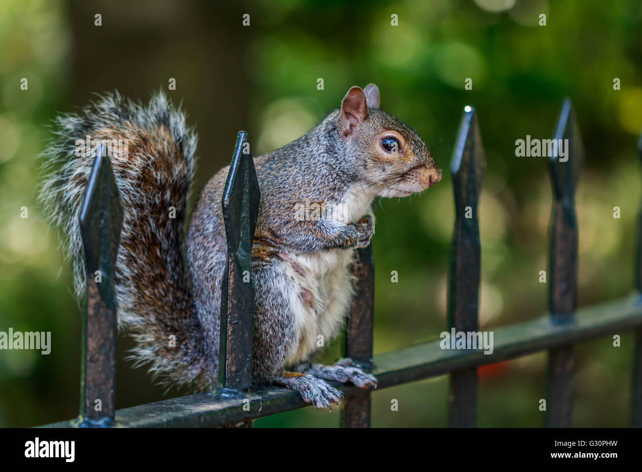 Grey Squirrels Sitting on a Iron Fence in Hyde Park London Stock Photo ...