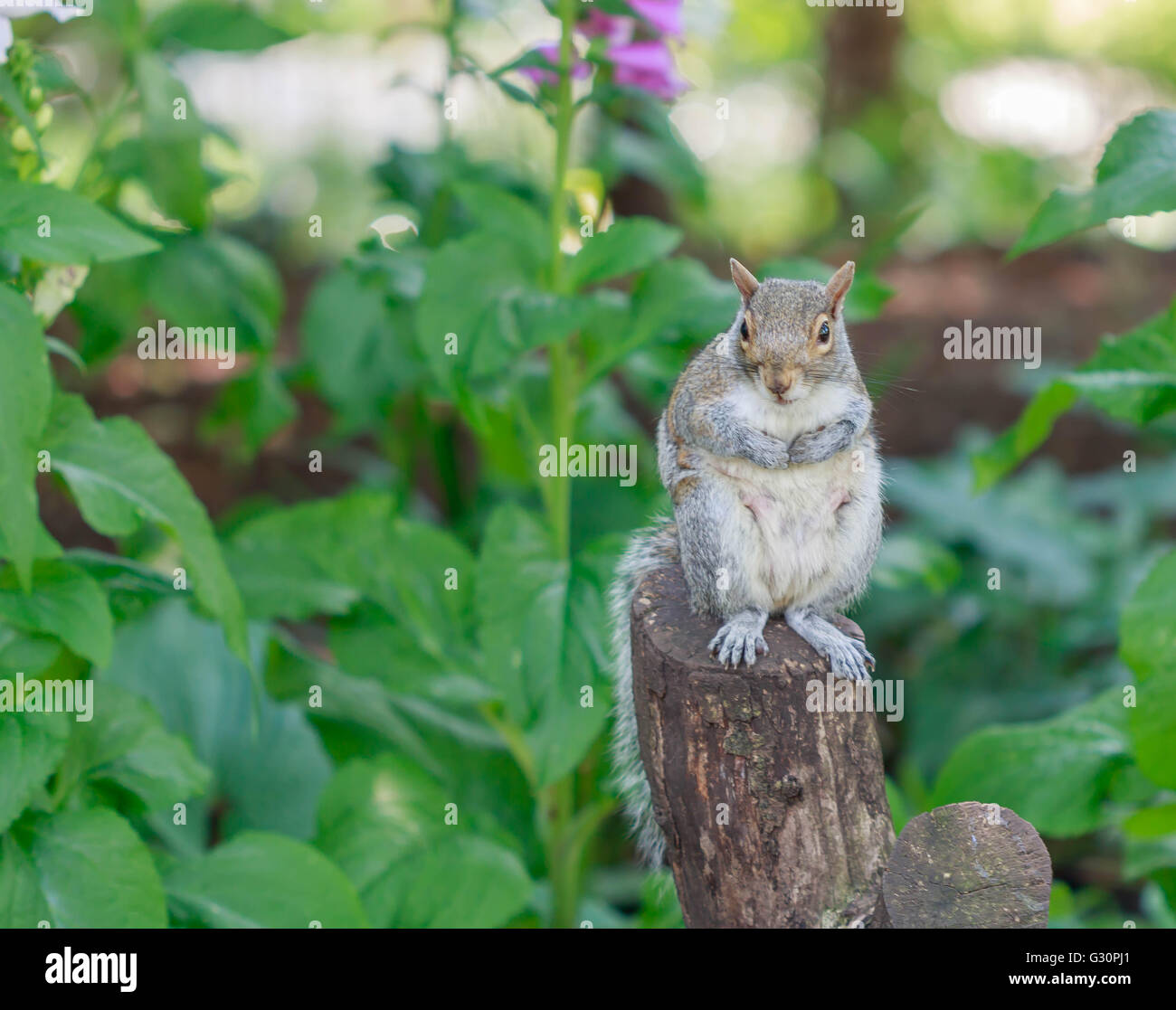 Grey Squirrels Sitting on a Tree stump in Hyde Park London Stock Photo ...