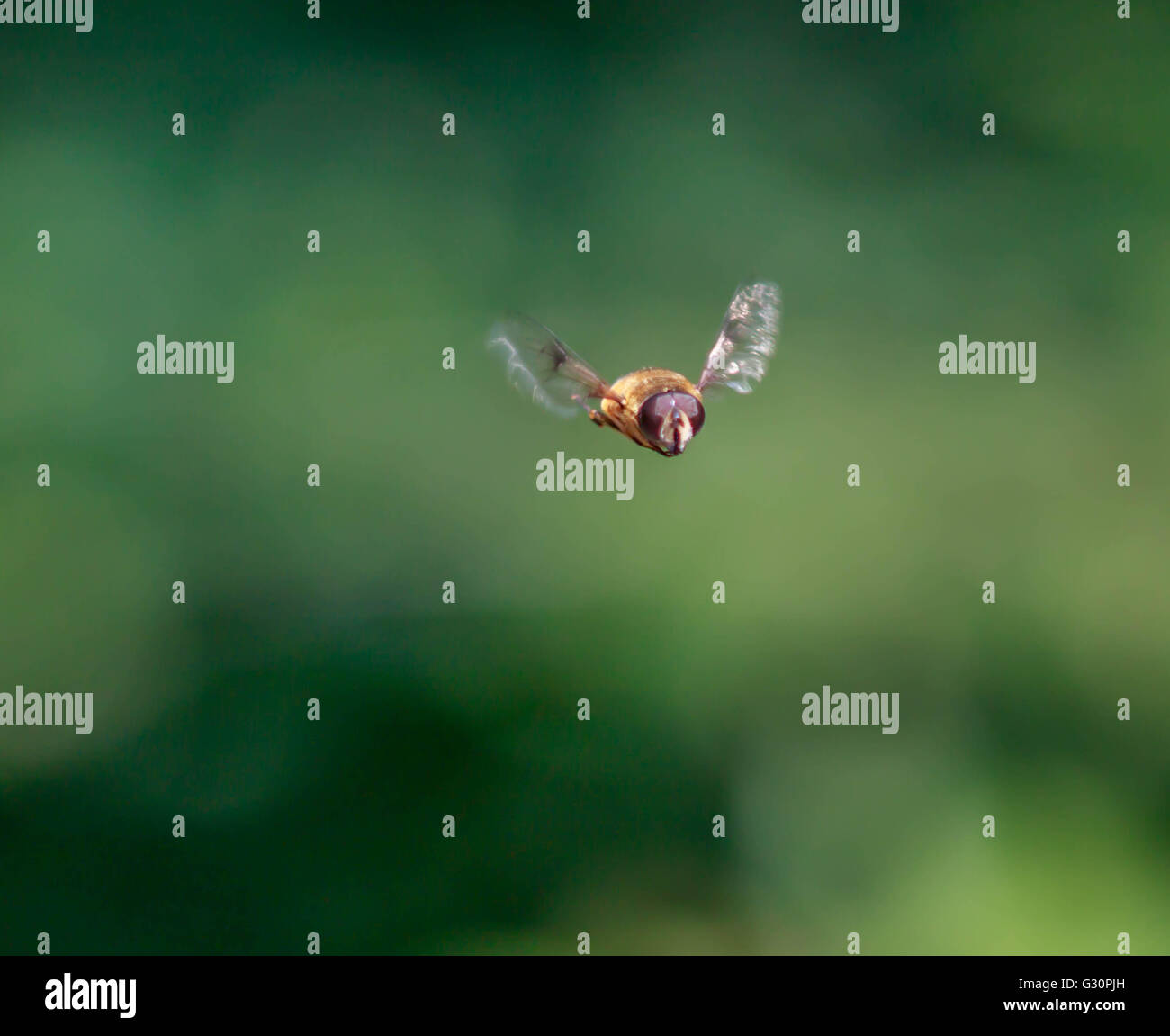 Bee like hover fly hi-res stock photography and images - Alamy