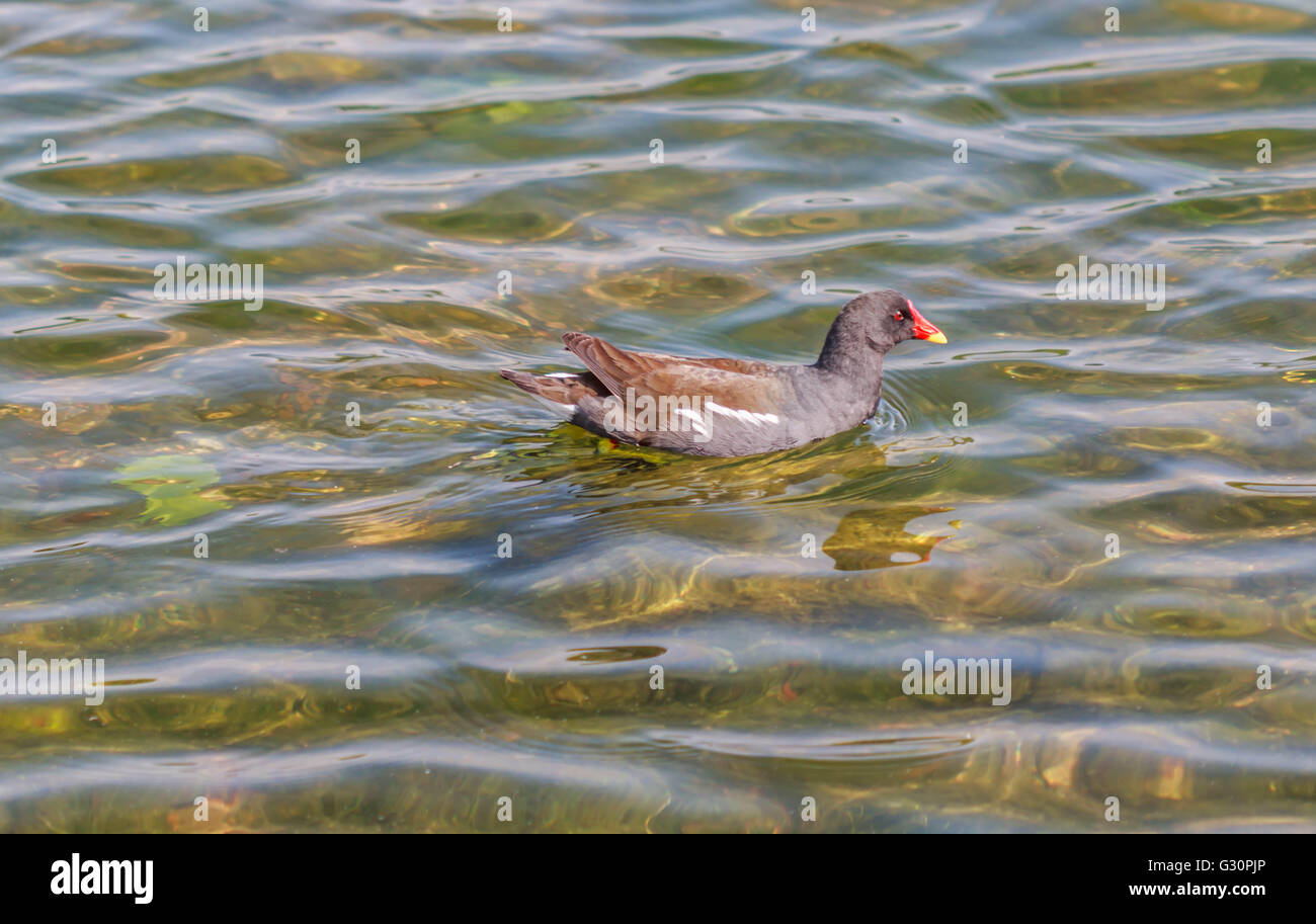 Moorhen having a swim on the serpentine Hyde Park London Stock Photo ...