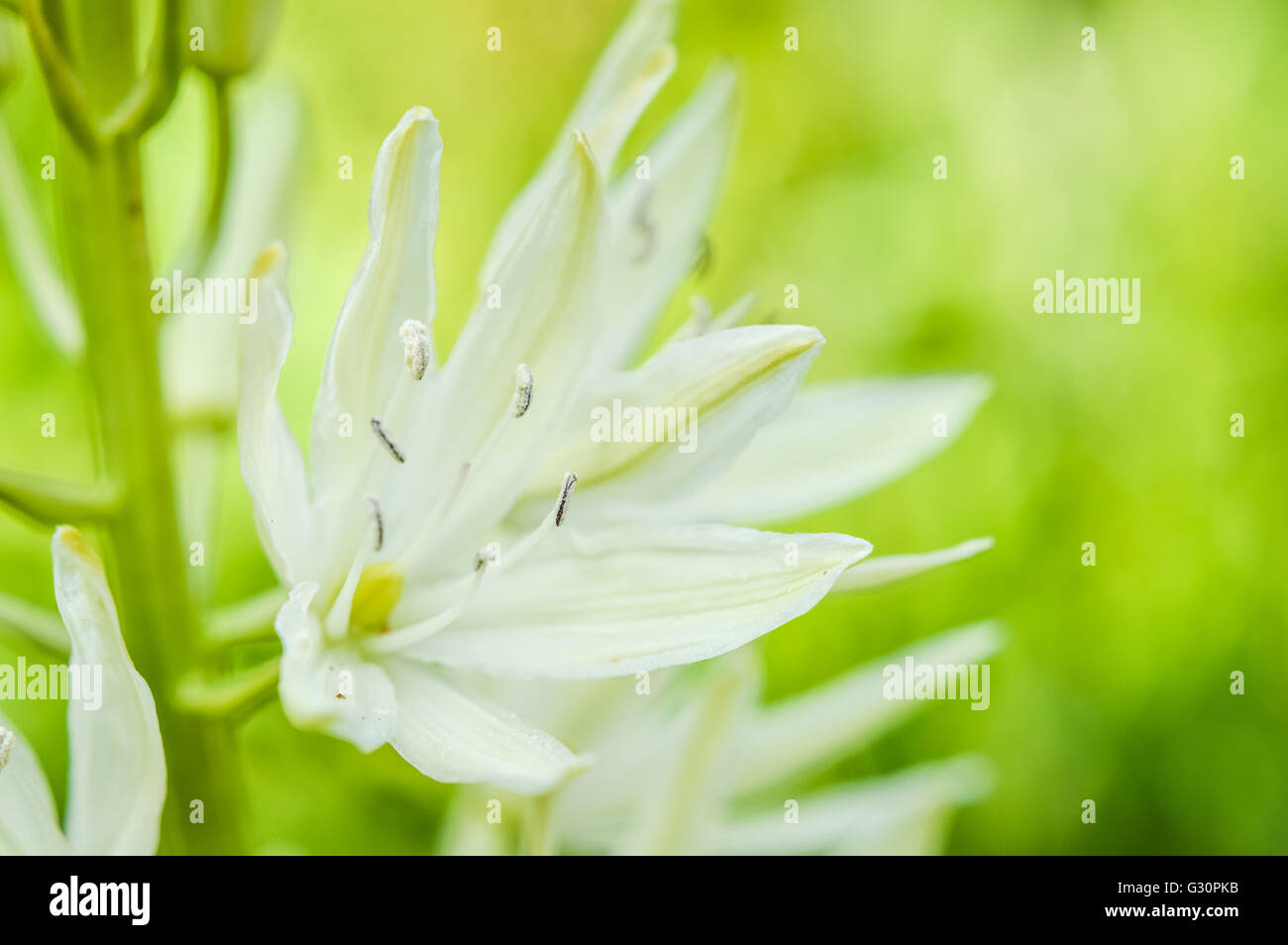 beautiful white lily flowers Stock Photo - Alamy