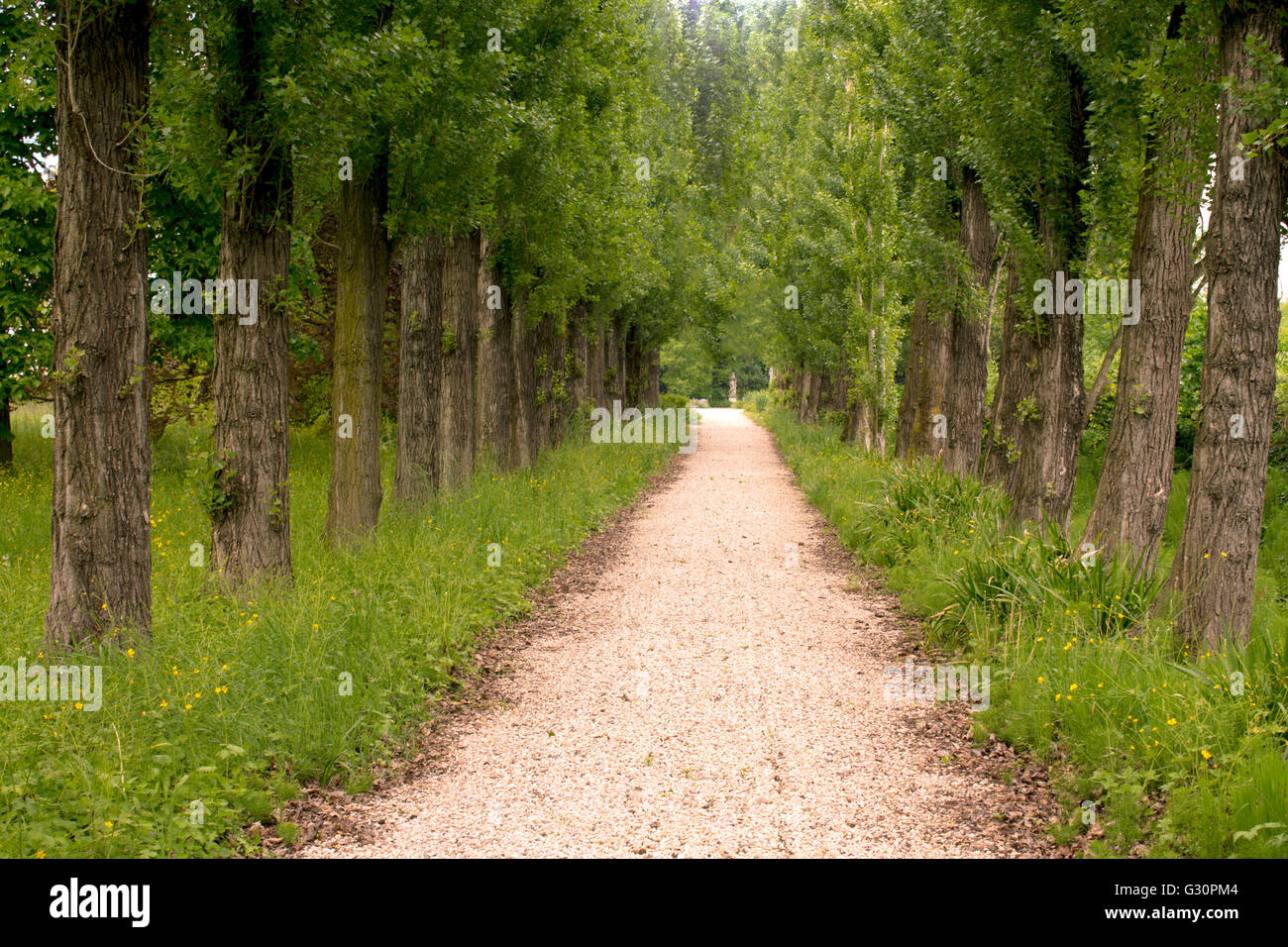 road running through tree alley Stock Photo - Alamy