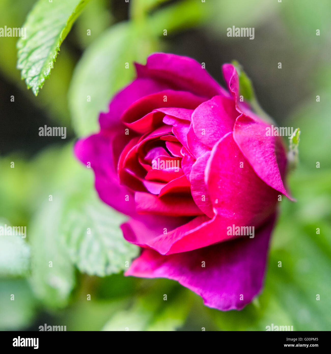 Beautiful purple magenta rose hi-res stock photography and images - Alamy