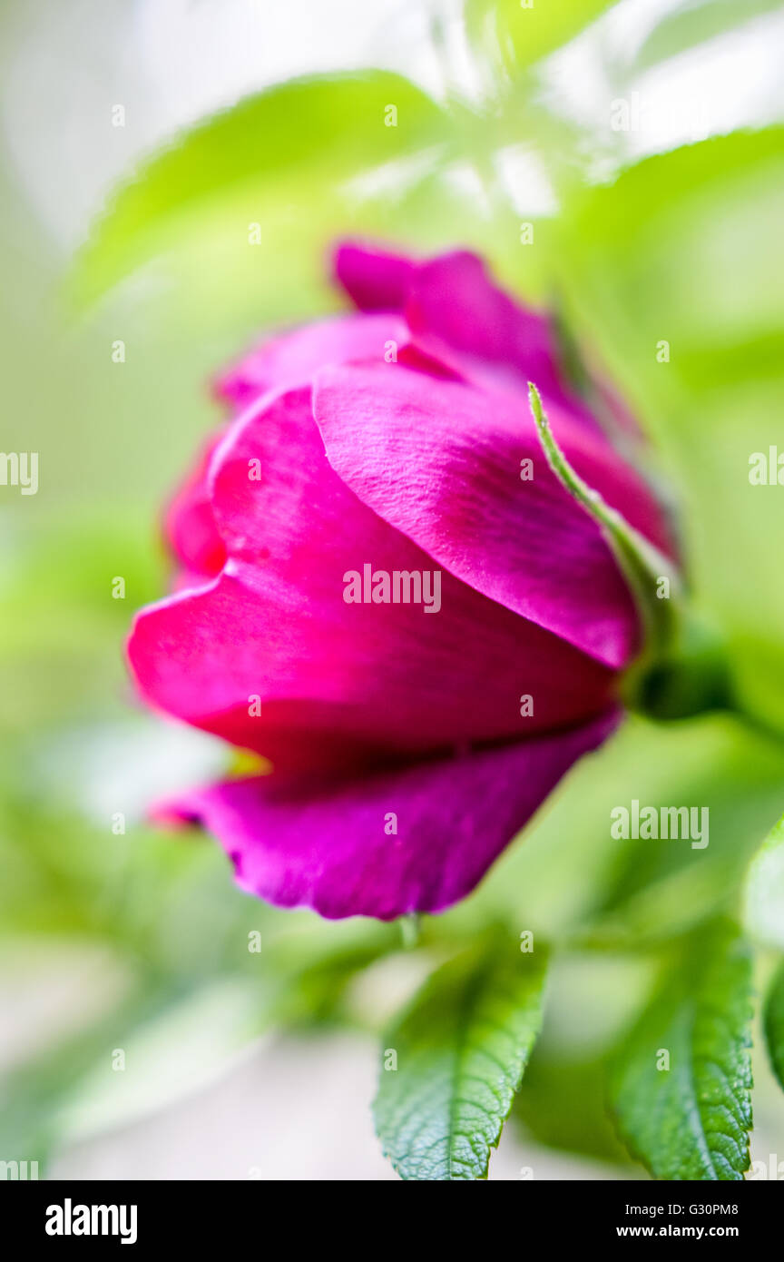 Beautiful purple magenta rose hi-res stock photography and images - Alamy