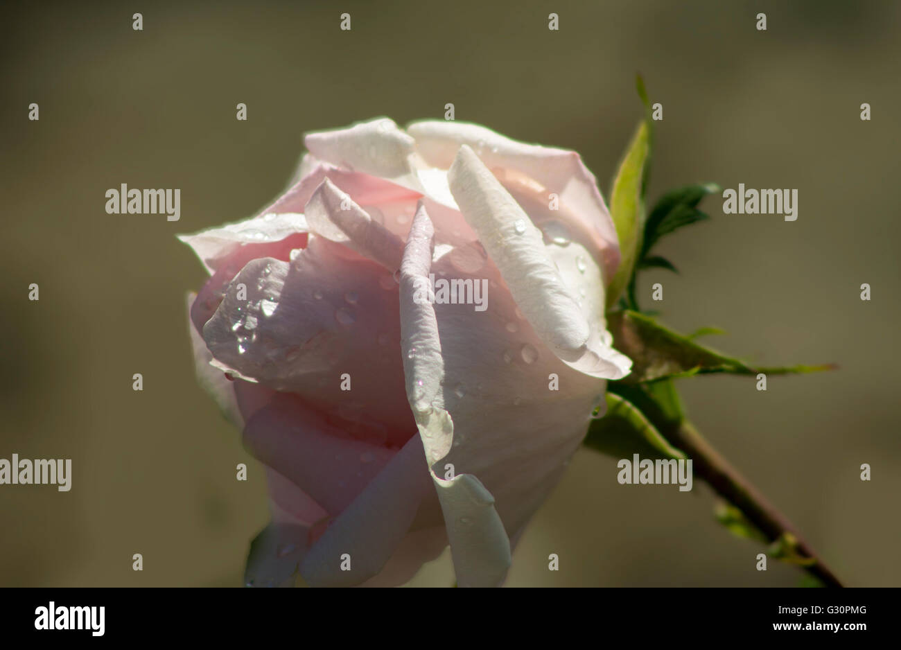 pink rose petails covered dew Stock Photo - Alamy