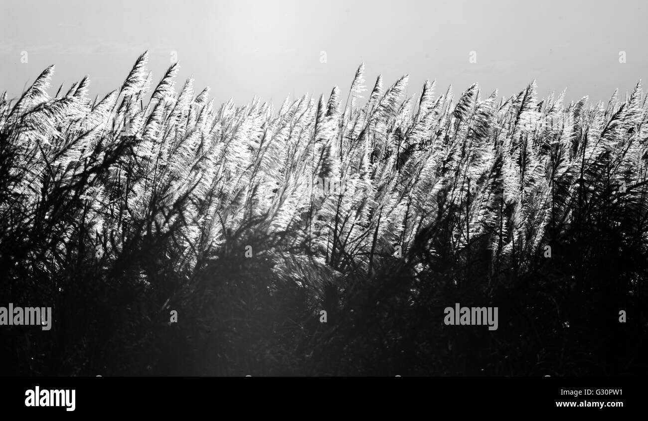 Native Florida plant life back lit by the setting sun Stock Photo - Alamy