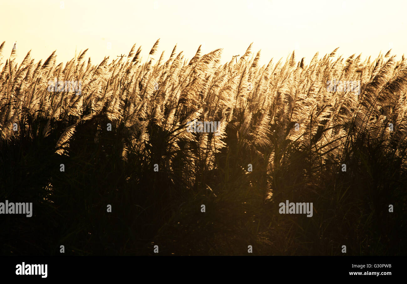 Native Florida plant life is back lit by the setting sun Stock Photo ...