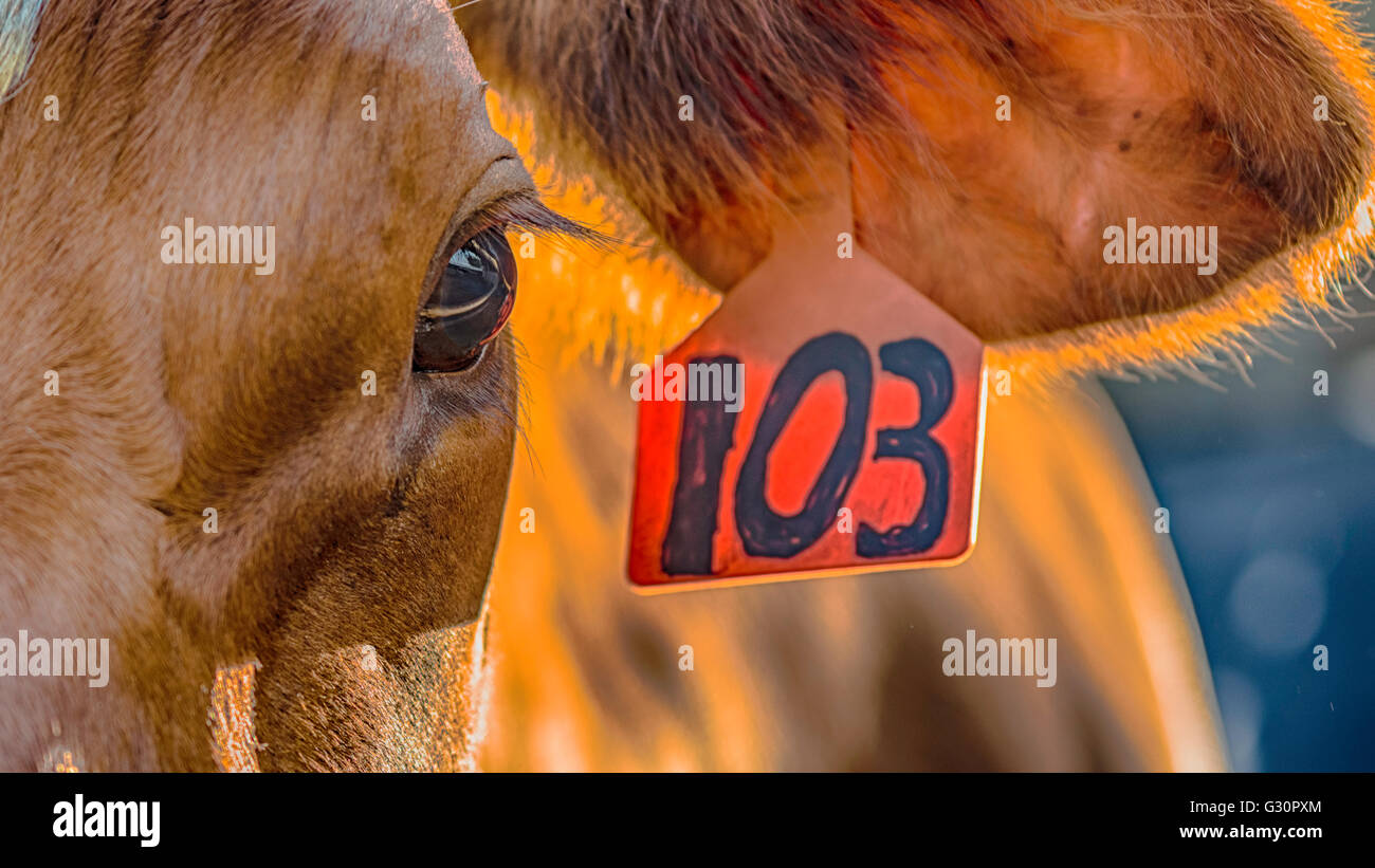 Ear tag hi-res stock photography and images - Alamy