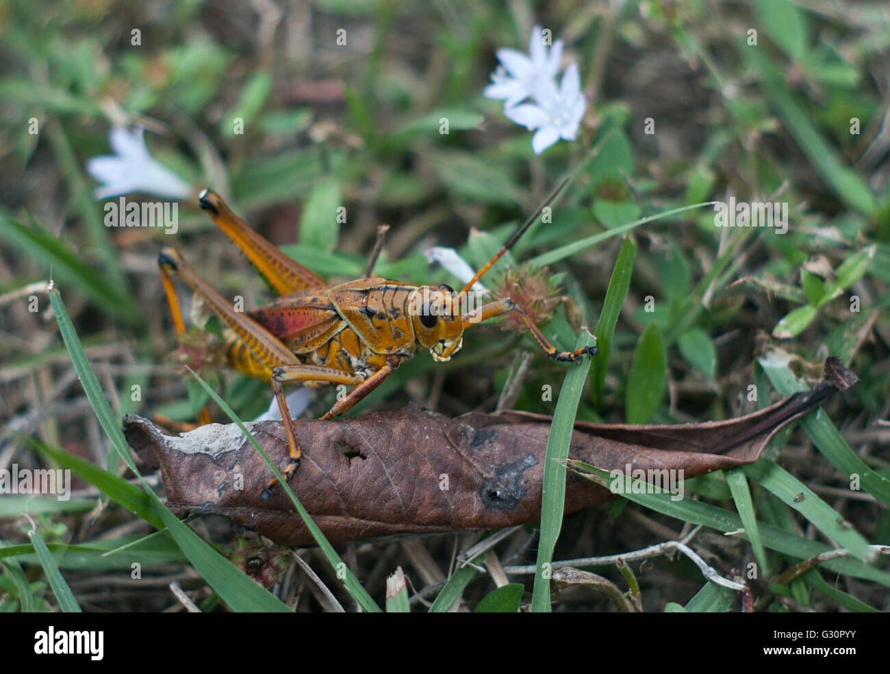 A close up study of a Romalea microptera grasshopper, known commonly as ...