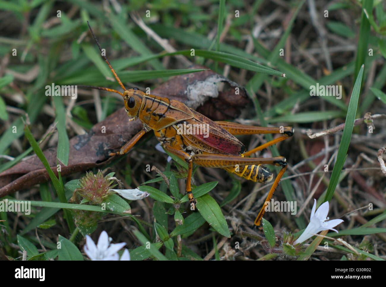 Eastern lubber grasshopper hi-res stock photography and images - Alamy