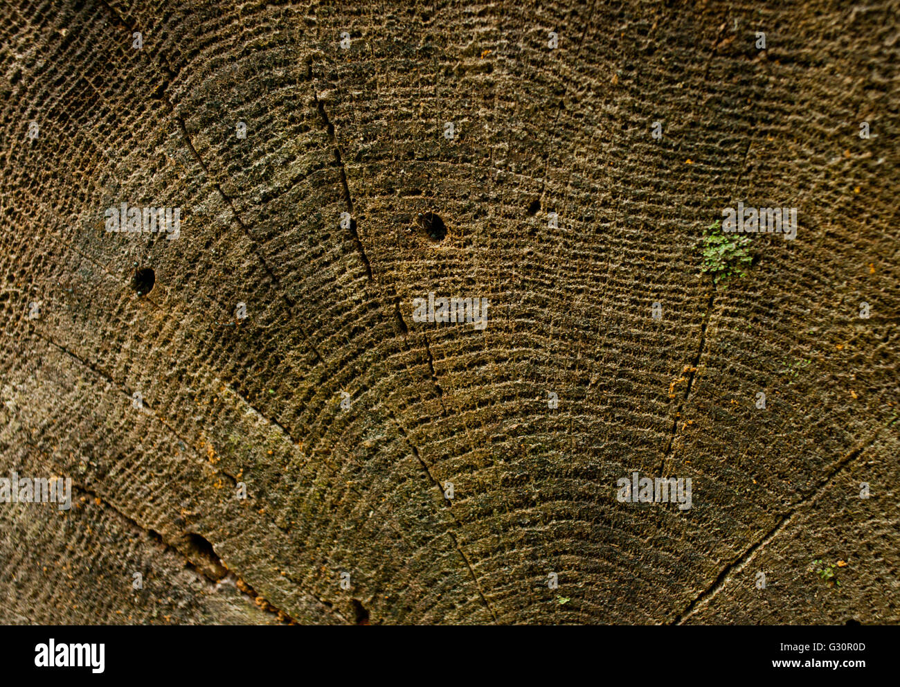 A close up study of tree rings on a cut tree trunk Stock Photo - Alamy