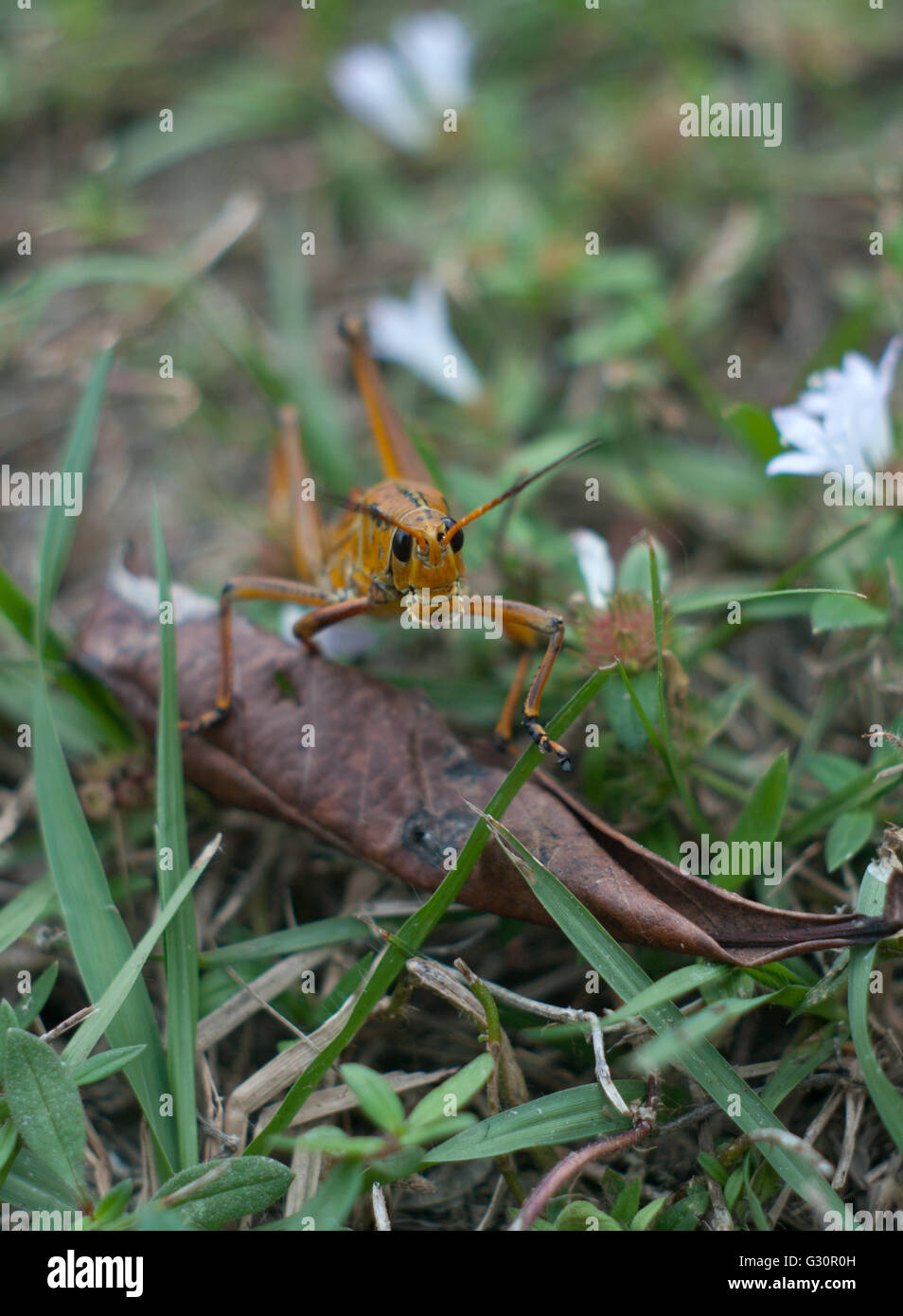 A close up study of a Romalea microptera grasshopper, known commonly as ...