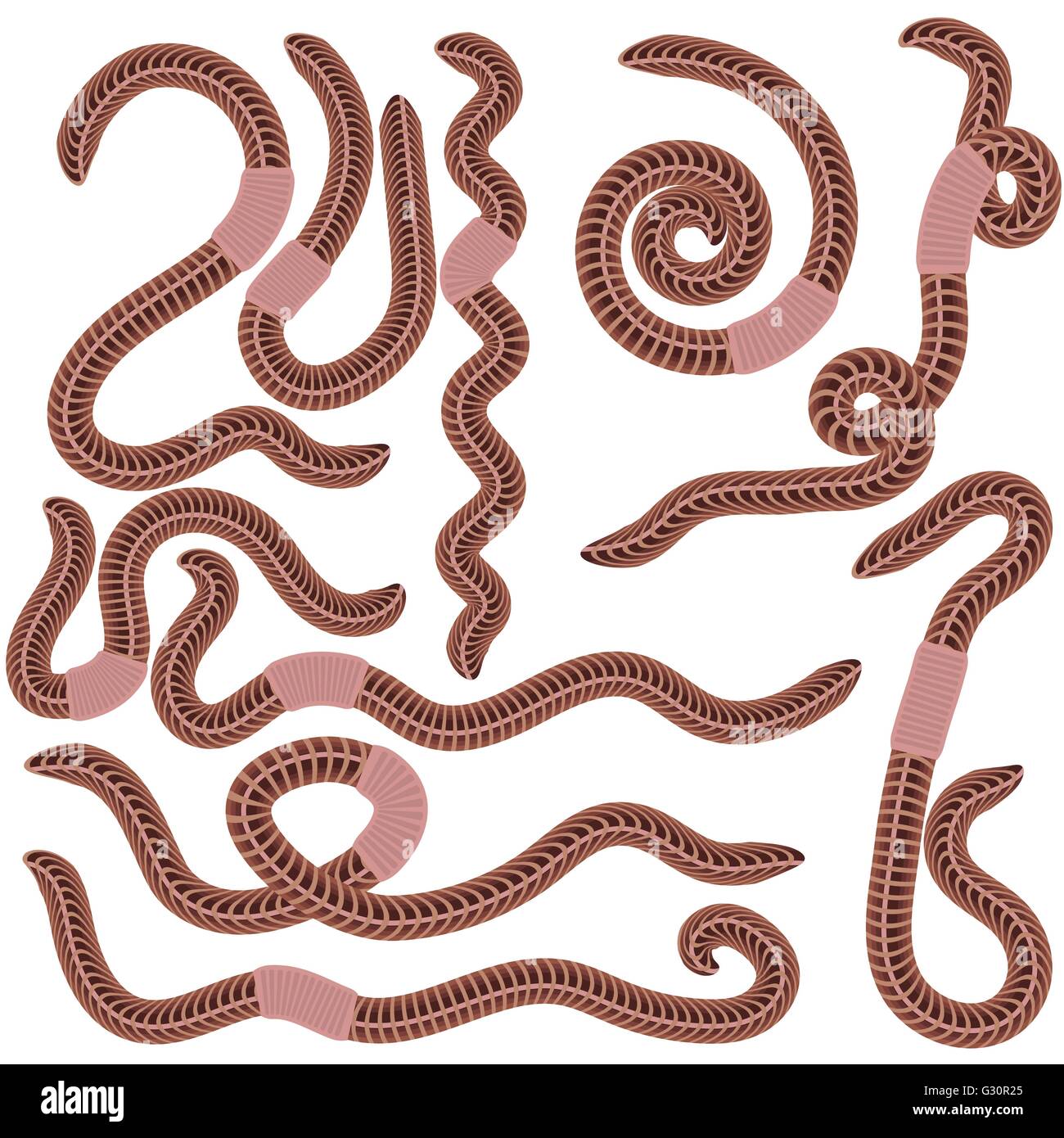 Segments earthworm Stock Vector Images - Alamy